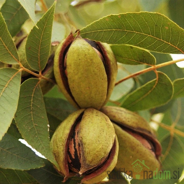 Sadne sadike | Sadika na dom