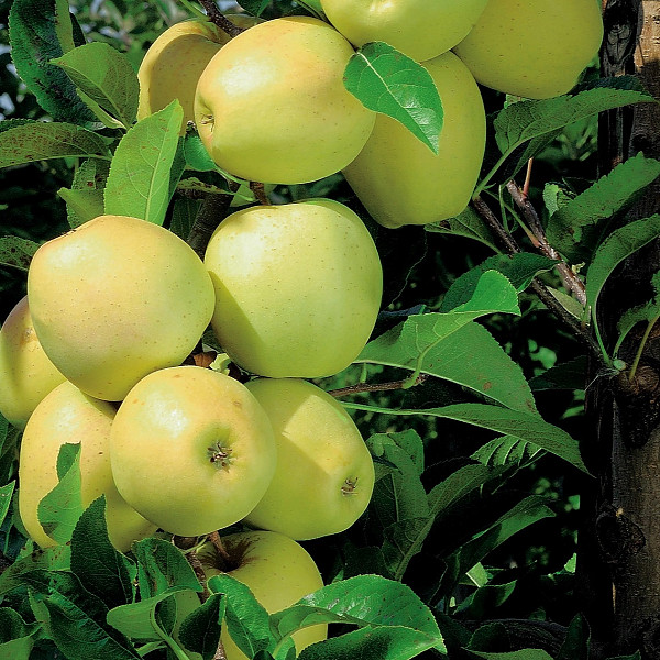 Stebričasto sadje | Sadika na dom