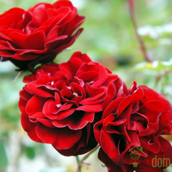 Kordes vrtnice | Sadika na dom