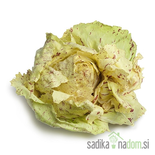Seme Radič Variegata di Castelfranco | Sadika na dom